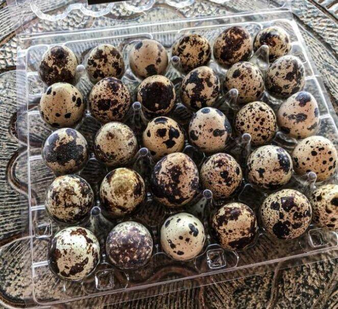 telur puyuh organik 30 butir | Lazada Indonesia