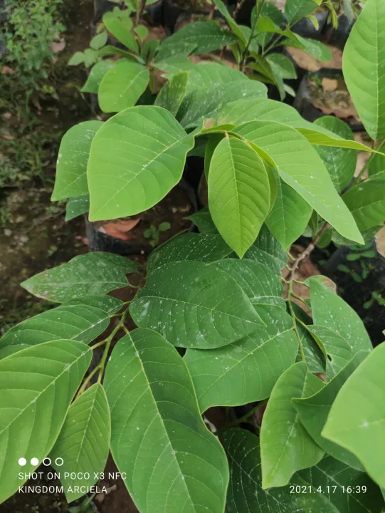 Grafted Atis / Star Apple ( variety can be red or seedless) DM us for ...