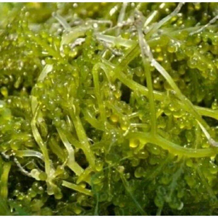 Anggur laut/latoh | Lazada Indonesia