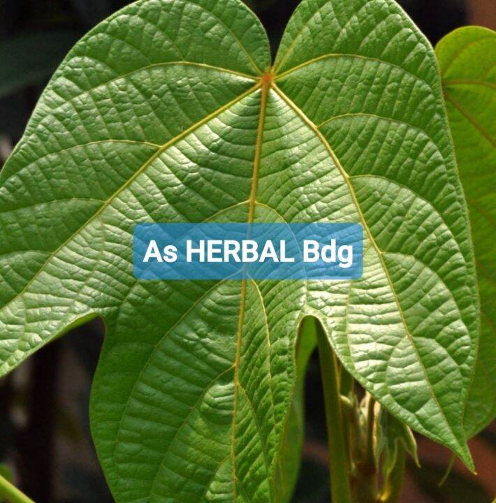 Daun picung daun kluwek segar 500 gram | Lazada Indonesia