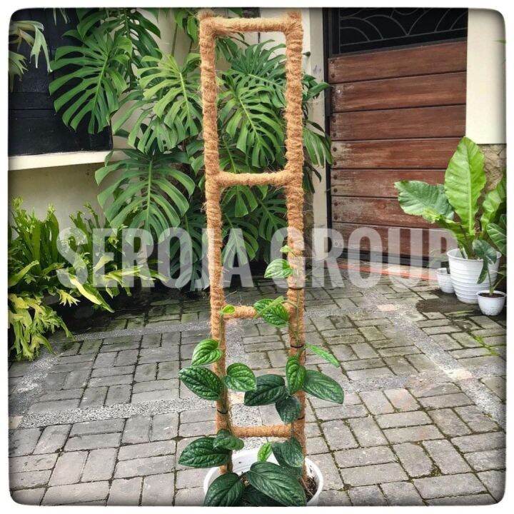 TURUS TANGGA 60cm / TURUS TANAMAN RAMBAT / TIANG PENYANGGA POHON ...