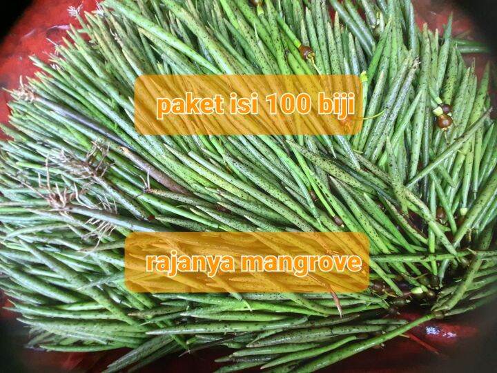 PROPAGUL ISI 100 BIBIT MANGROVE/BAKAU | Lazada Indonesia