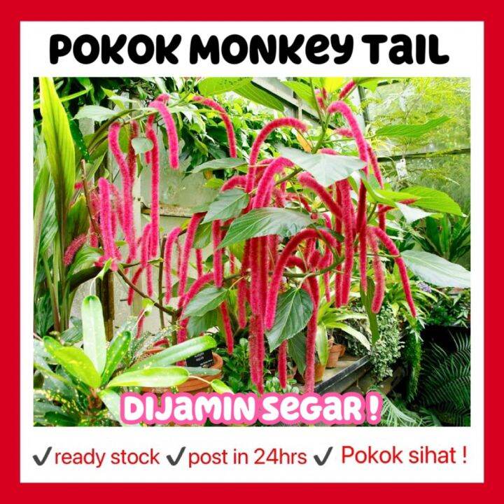 RINA • pokok monkey tail • acalypha hispida red cat tail chenille plant ...