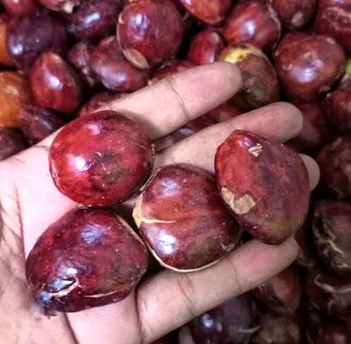 JENGKOL TUA SUPER BESAR 1 KG | Lazada Indonesia JENGKOL TUA SUPER BESAR 1 KG | Lazada Indonesia