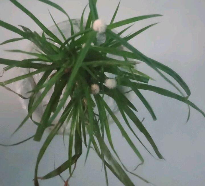 benih rumput helikopter (seed helicopter grass) | Lazada
