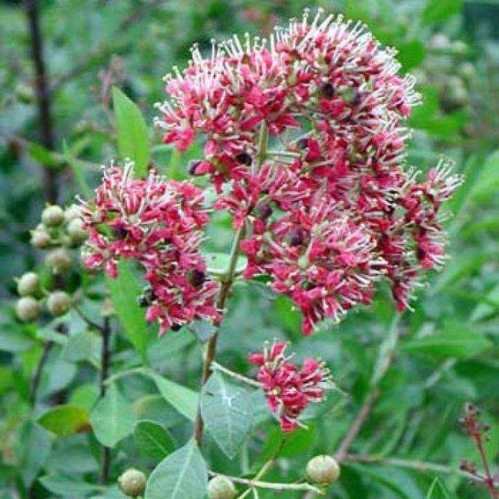 Pokok inai bunga merah @ henna plant | Lazada