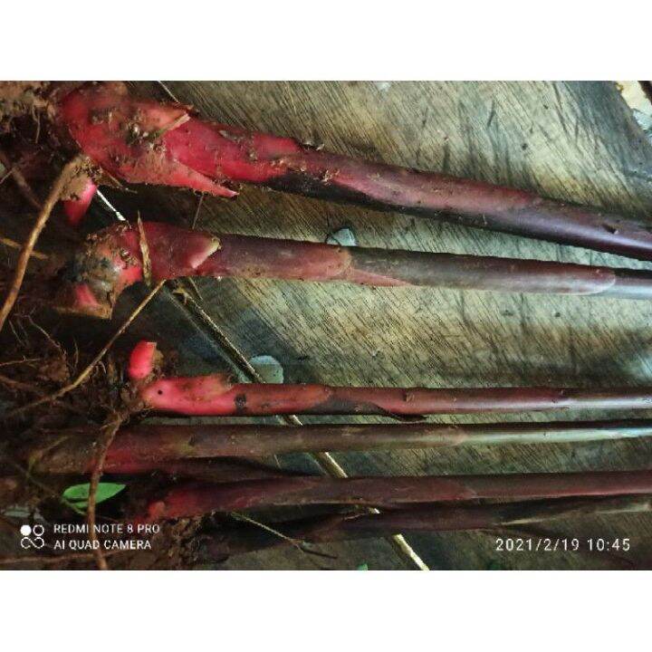 pohon kecombrang merah/ honje laka siap tanam | Lazada Indonesia