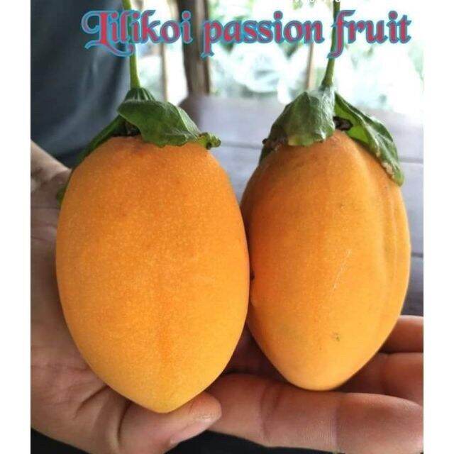 Pokok markisa lilikoi ( markisa madu) | Lazada