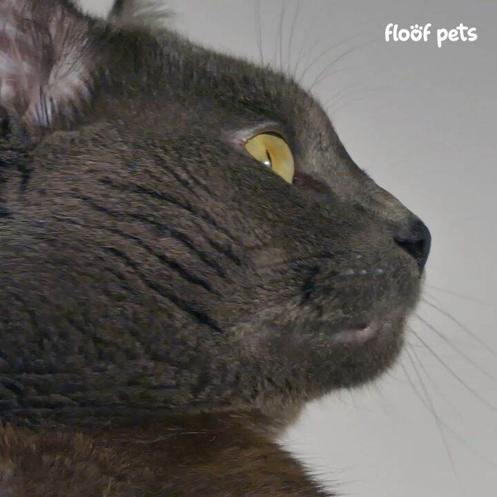 Floof Cat Multivitamin Treat 90 Chew Jar (Healthy Supplement Snack Food ...