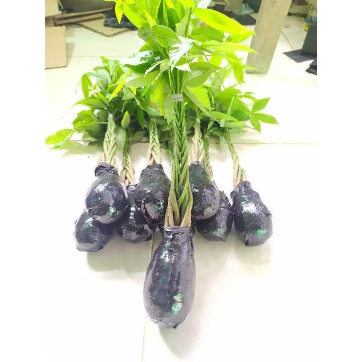 Tanaman hias pacira kepang 9 / pachira kepang 9 / pohon pacira kepang ...