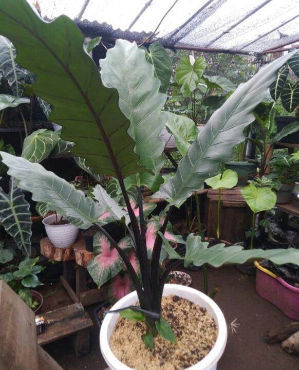 pohon kaladium papua / tanaman caladium papua | Lazada Indonesia