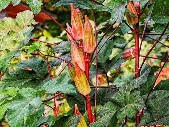 Bijj Benih Bendi Hill Country | Lazada