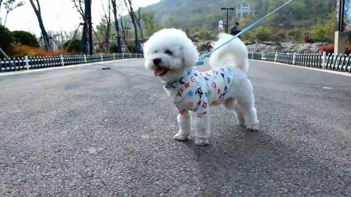 Pet supplies sunscreen clothes teddy summer dress cat clothes small ...