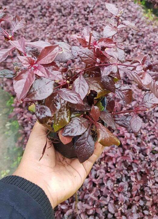 Red cripper vine Buy 20 get 2 | Lazada PH