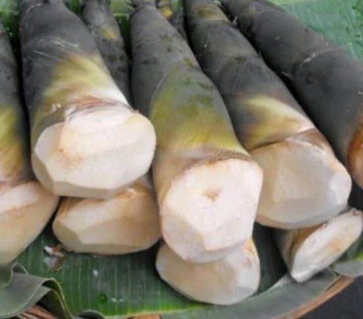 rebung bambu muda sayur 1kg | Lazada Indonesia