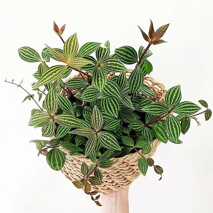 INDOOR PLANT- Peperomia Tetragona Peperomia Parallel Peperomia ...