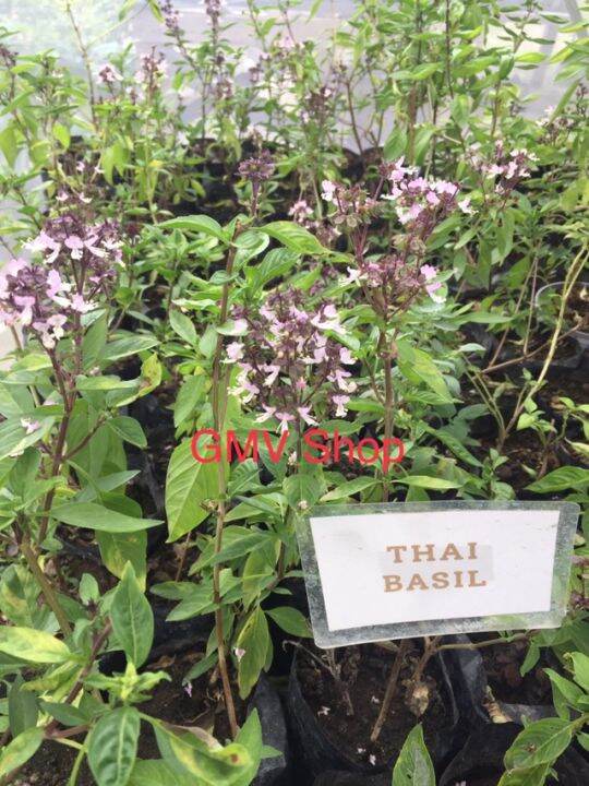 Thai Basil live plant/Tulsi / | Lazada PH