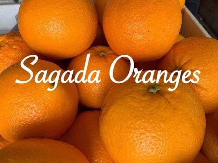 SAGADA ORANGES FROM BAGUIO CITY | Lazada PH