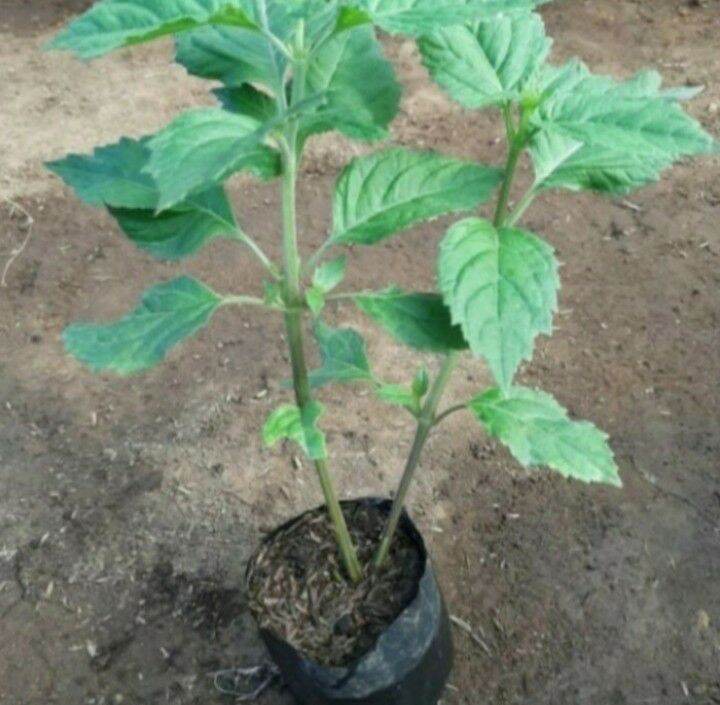 Bibit Tanaman Daun Nilam/Pohon Daun Nilam | Lazada Indonesia