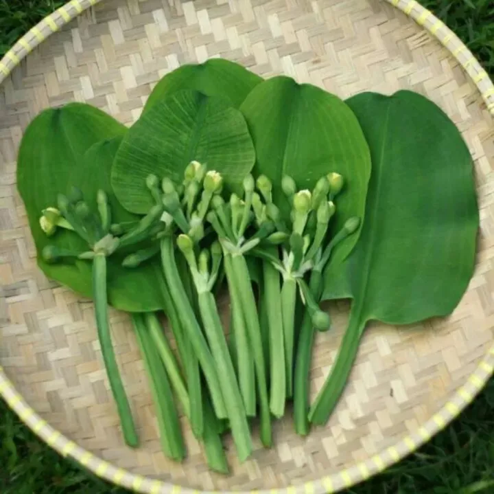 Daun genjer sayur daun pucuk genjer pucuk daun genjer 300 gr | Lazada ...