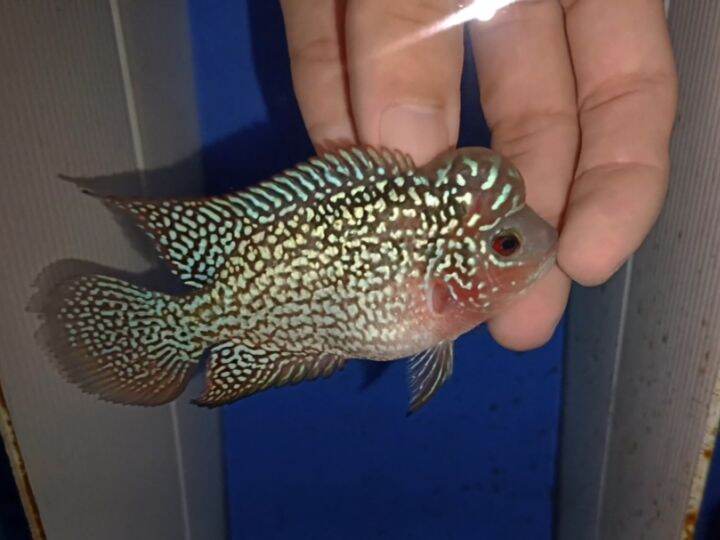 Flowerhorn king kamfa f2 male fish, 泰国金花f2 | Lazada