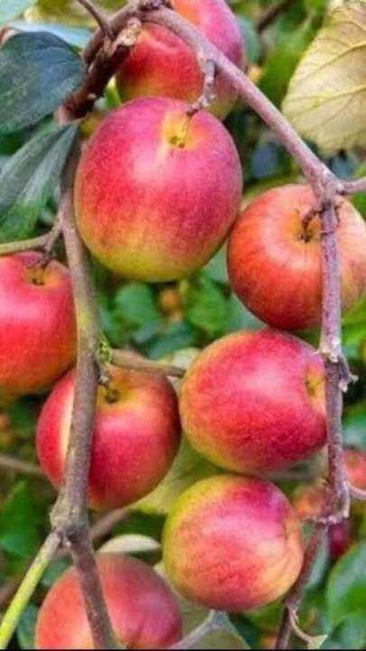 Pokok kahwin bidara merah, red jujube dari India | Lazada