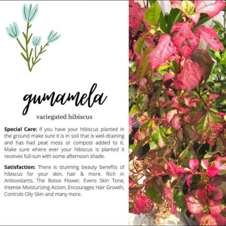 variegated gumamela | Lazada PH