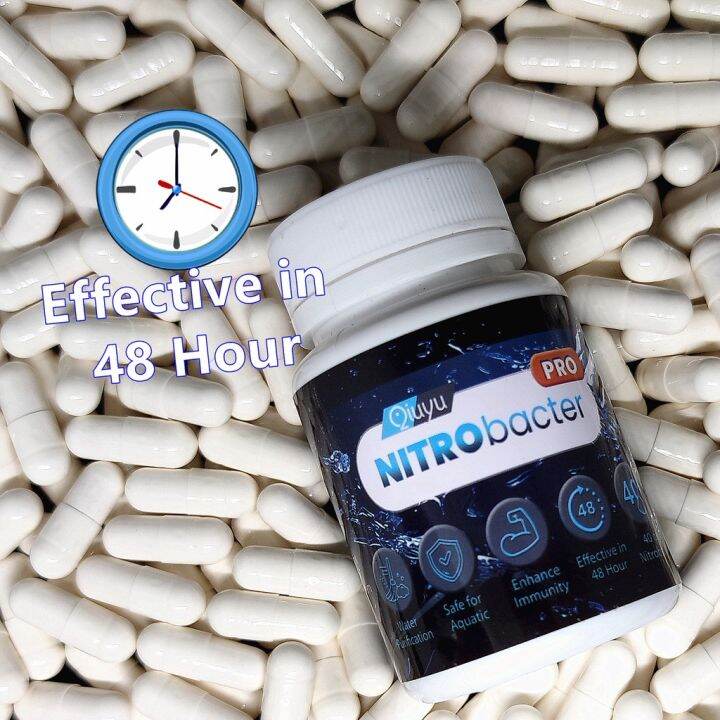 QIUYU Nitrobacter Pro bacteria starter | Lazada