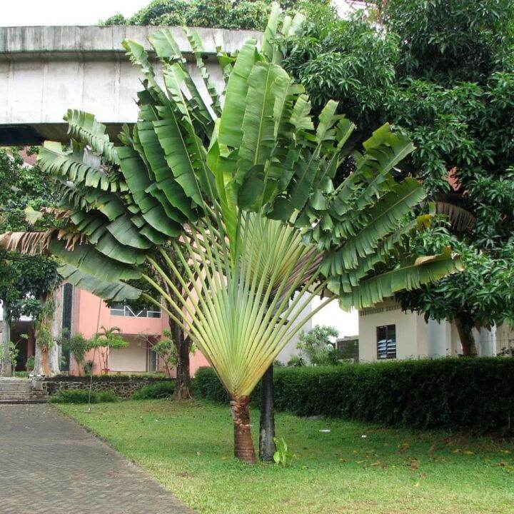 Tanaman pisang kipas tinggi tanaman 50-80 cm | Lazada Indonesia