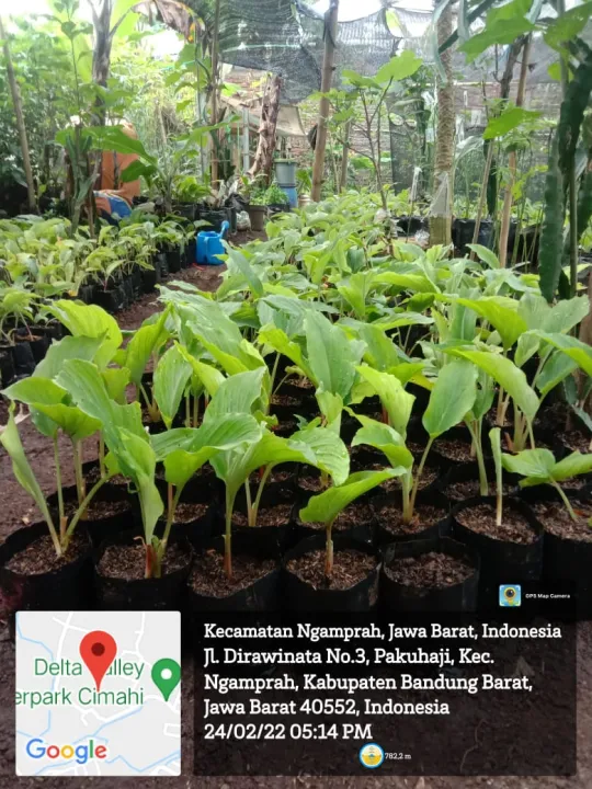 bibit kunyit hitam asli paket dua polibage gratis 10 biji benih sacha ...