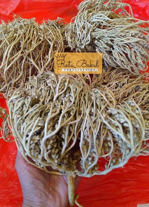 Rumput fatimah herbal pelancar lahiran original arab | Lazada Indonesia