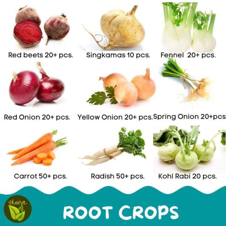 root crops quality seeds for planting outdoor garden | Lazada PH