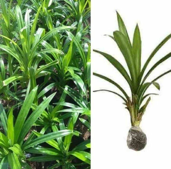 Tanaman daun pandan-pandan wangi | Lazada Indonesia