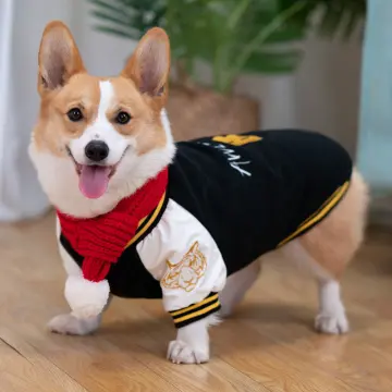 Corgi In Clothes