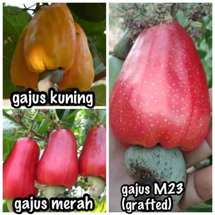 Pokok gajus merah, kuning dan gajus hibrid M23 | Lazada