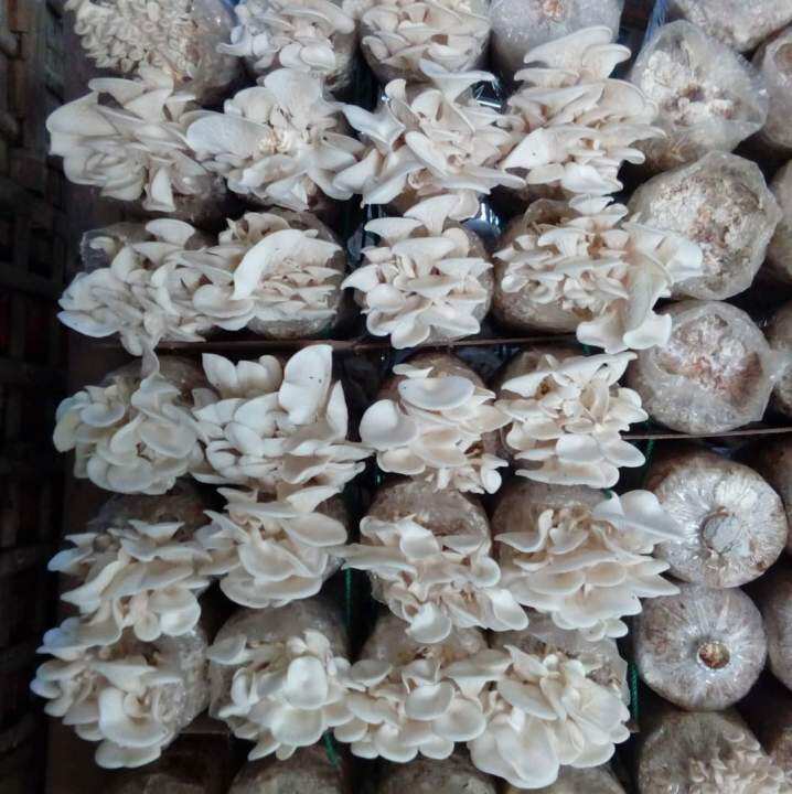 Jumbo white oyster mushroom fruiting bag high quality and cleaning ...