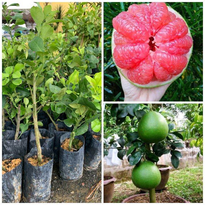 Anak pokok limau bali merah /red pomelo pokok besar 2 kaki | Lazada