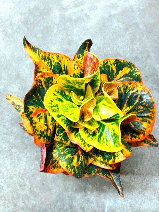 โกสนราศีเมษ (Thai Croton) 35-50 cm. | Lazada.co.th
