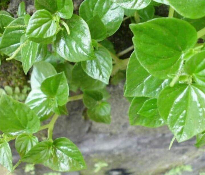 benih pokok sireh cina atau sirih cina | Lazada