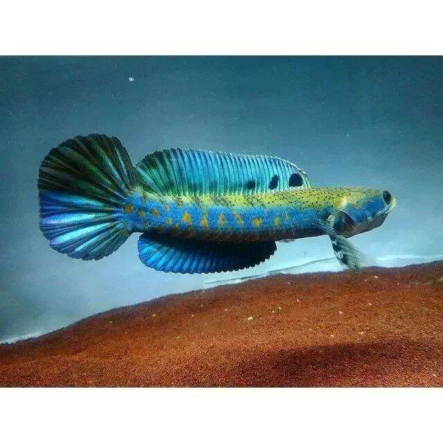 Channa Blue Pulchra 3inch 幻彩红宝石雷龙 | Lazada