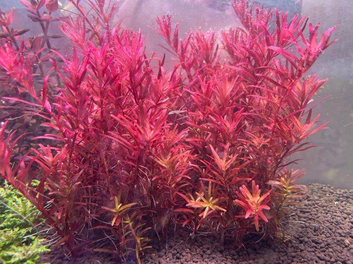 rotala blood red emersed form 5stems | Lazada PH
