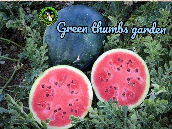 PAKWAN SEED`S "WATERMELON" (SUGAR BABY) | Lazada PH