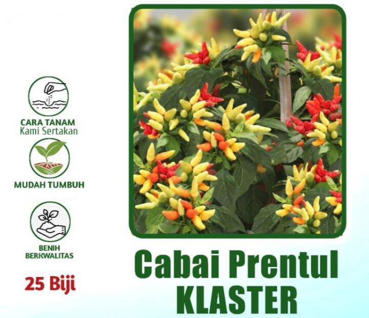 25 biji - benih cabai unik PRENTUL KLASTER - Bibit Cabe Gerombol Hias ...