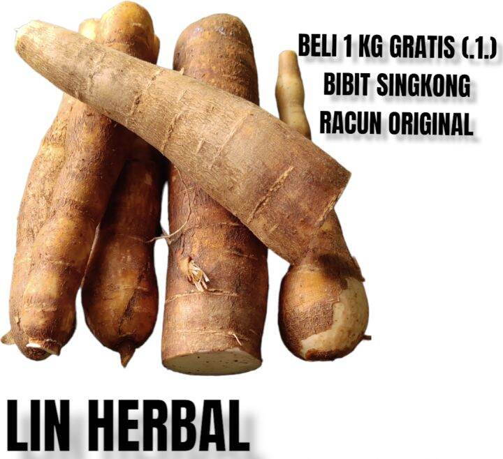 GERATIS BIBIT jual singkong racun sapi kuru/singkong genderuwo/1 kg ...