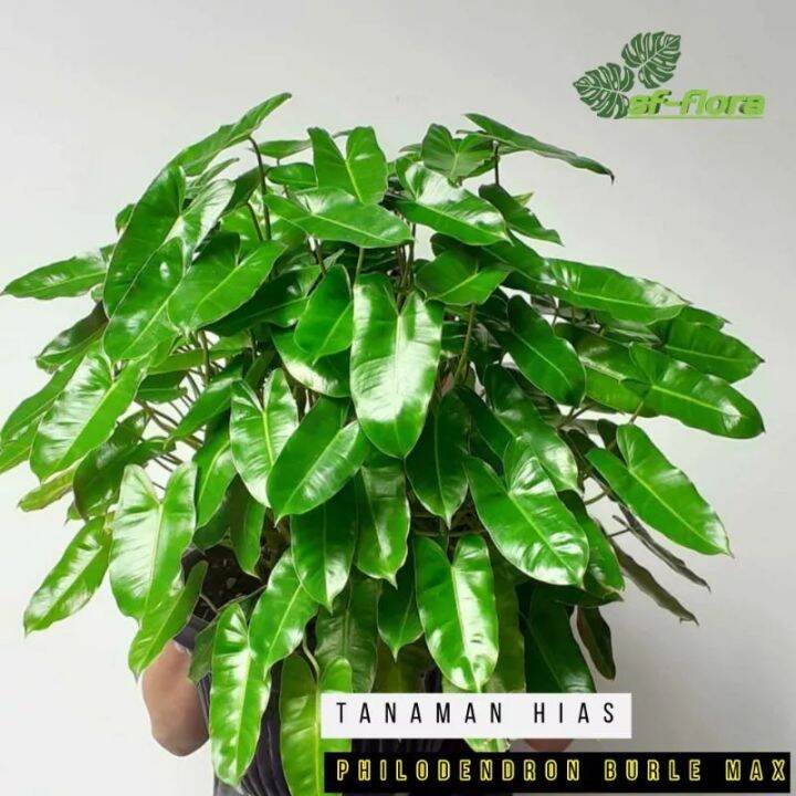 Tanaman hias phillo burle Mark- pohon phillo brekele | Lazada Indonesia