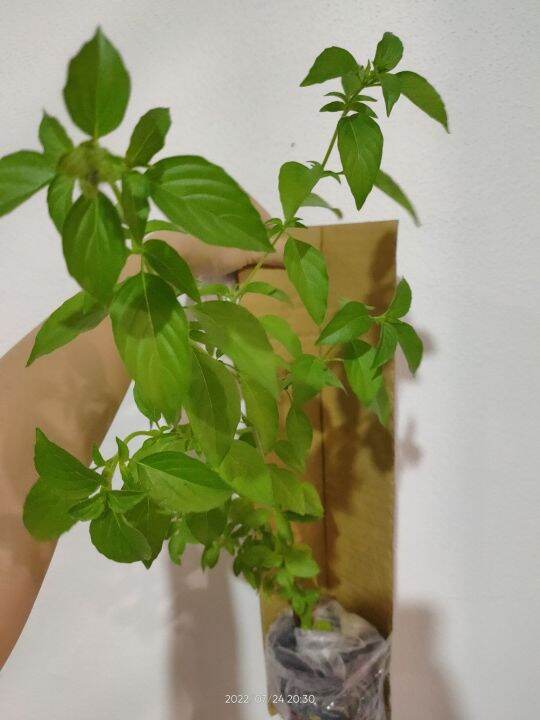 Organic Herb Lemon Basil Plant (Live Plant ) Pokok Kemangi Basil 柠檬罗勒 ...