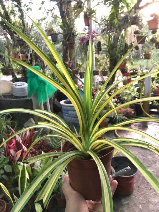 Pandanus veitchii / Screw pine / Pandanus pygmaeus / Pokok pandan pigmi ...