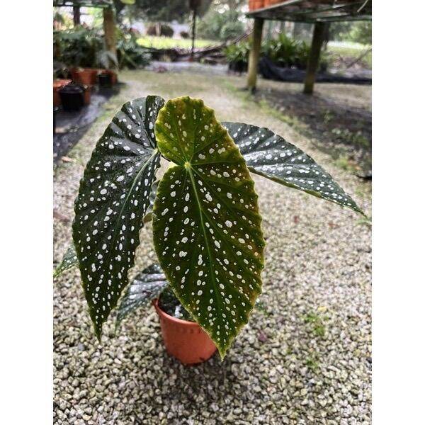 🆔begonia maculata/鳟鱼秋海棠 | Lazada
