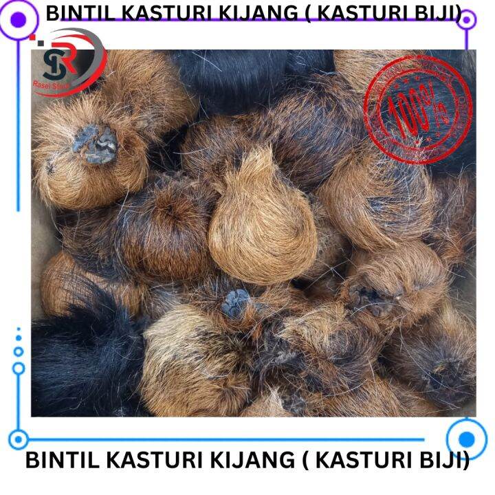 BINTIL KASTURI KIJANG Kasturi Bijai Asly ( KASTURI BIJI) | Lazada
