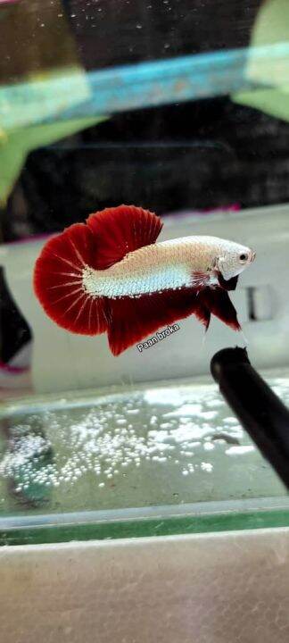 top grade random red dragon betta fish | Lazada